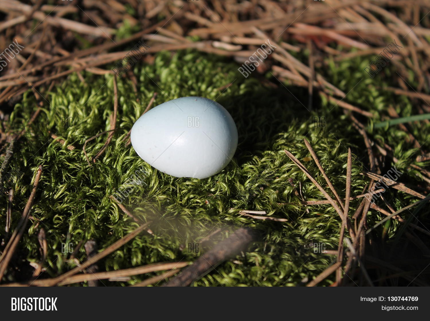 Little Blue Color Egg Image & Photo (Free Trial) | Bigstock