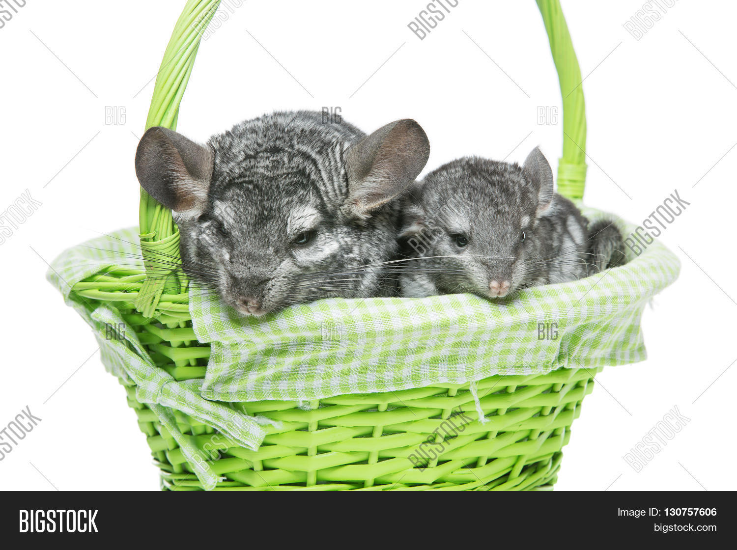 Chinchilla Mother Baby Image & Photo (Free Trial) | Bigstock