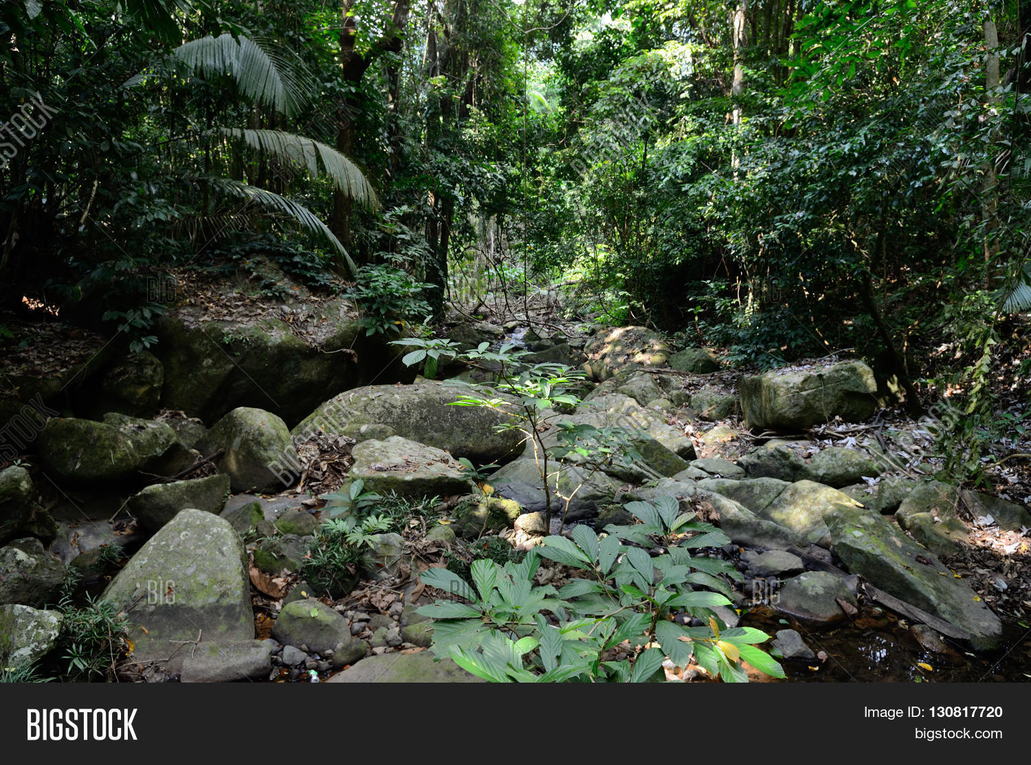 Stream Jungle Near Image & Photo (Free Trial) | Bigstock