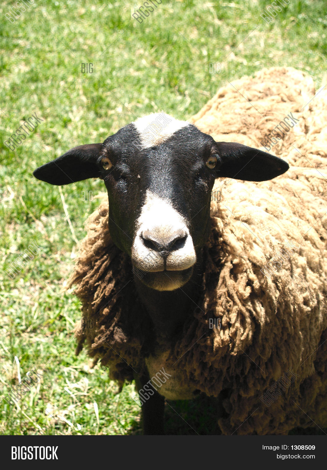 Sheeps Face Image & Photo (Free Trial) | Bigstock