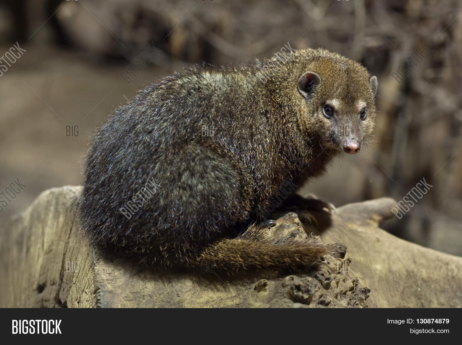 Common Kusimanse ( Image & Photo (Free Trial) | Bigstock