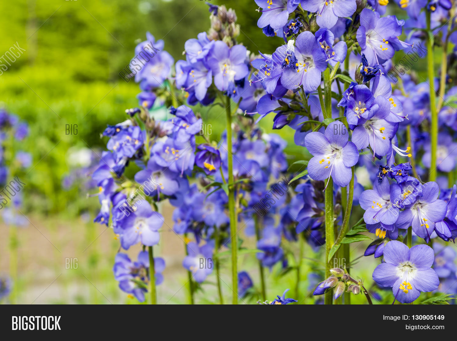 Polemonium Caeruleum L Image & Photo (Free Trial) | Bigstock