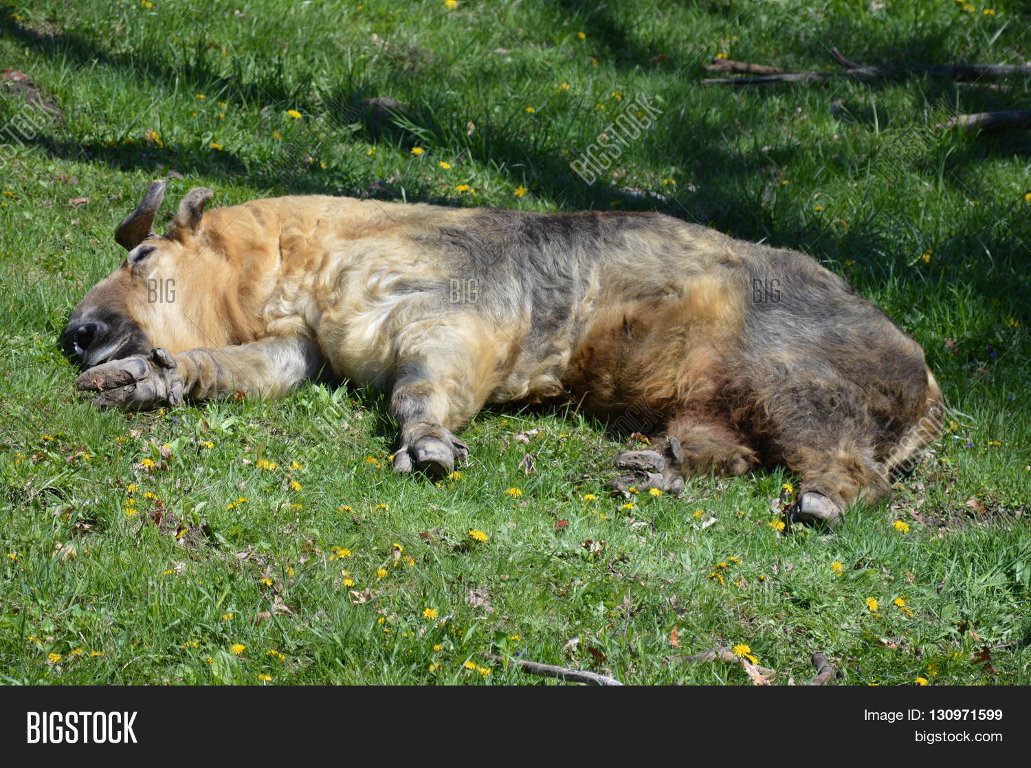 Adult Male Takin Image & Photo (Free Trial) | Bigstock