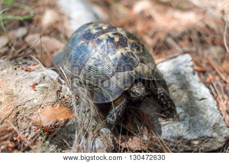 Turtle Turkey, Asia Image & Photo (Free Trial) | Bigstock