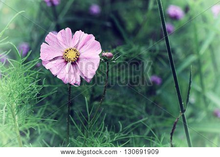 This Photo Flower Image & Photo (Free Trial) | Bigstock