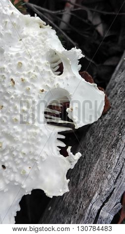White Amanita Image & Photo (Free Trial) | Bigstock
