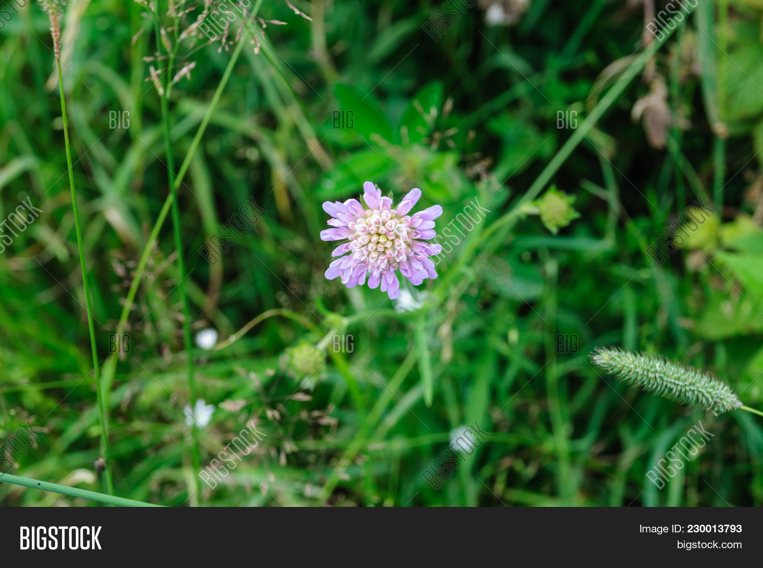 Flowering Cardoon Image & Photo (Free Trial) | Bigstock