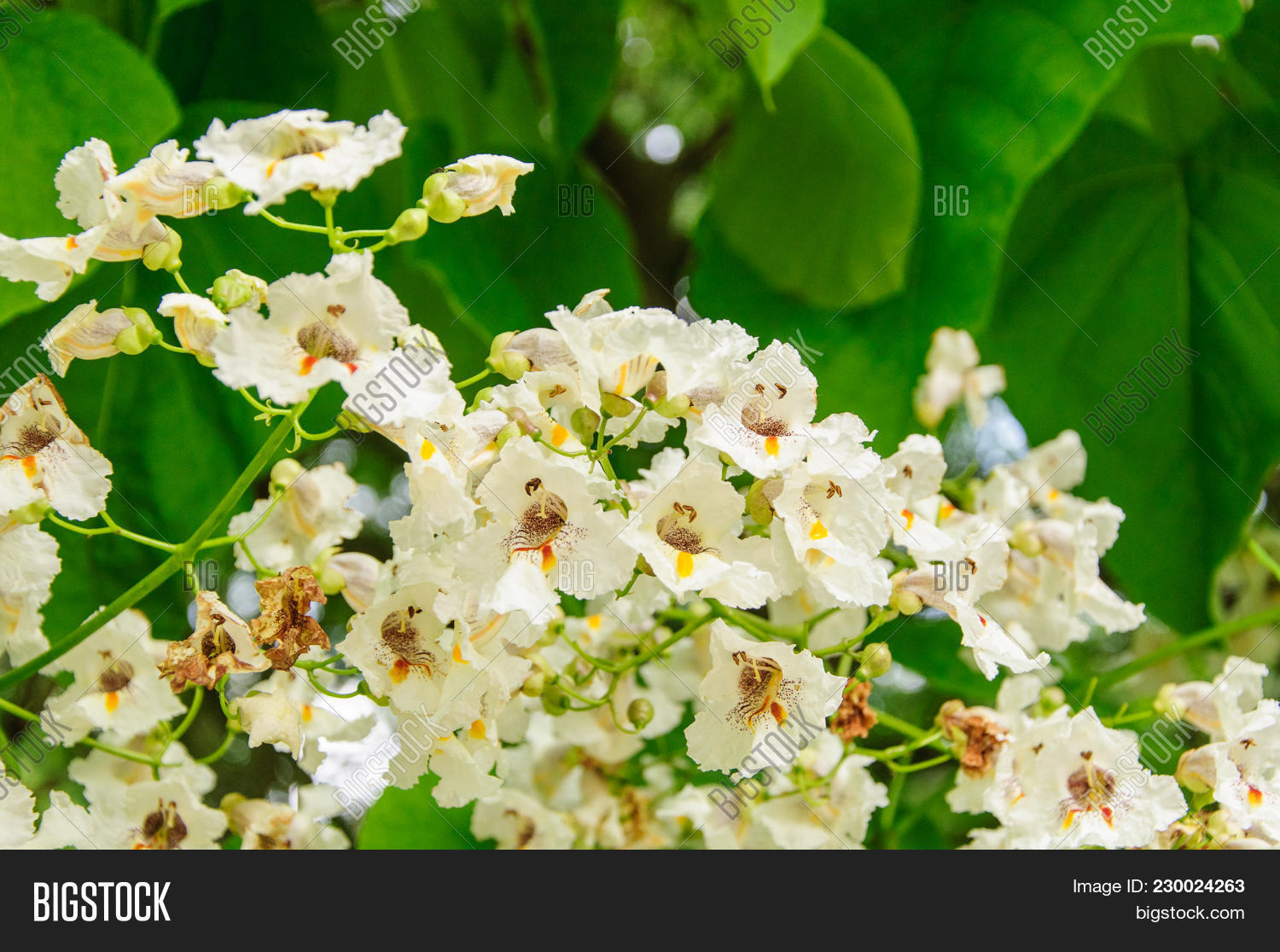 Tree Large White Image & Photo (Free Trial) | Bigstock