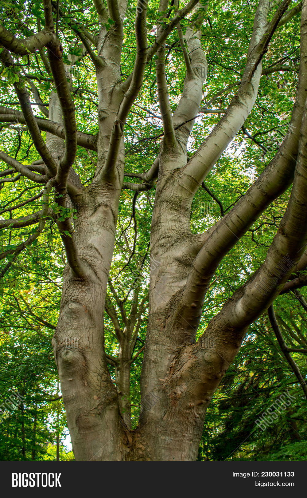 Silver Sycamore Tree Image & Photo (Free Trial) | Bigstock