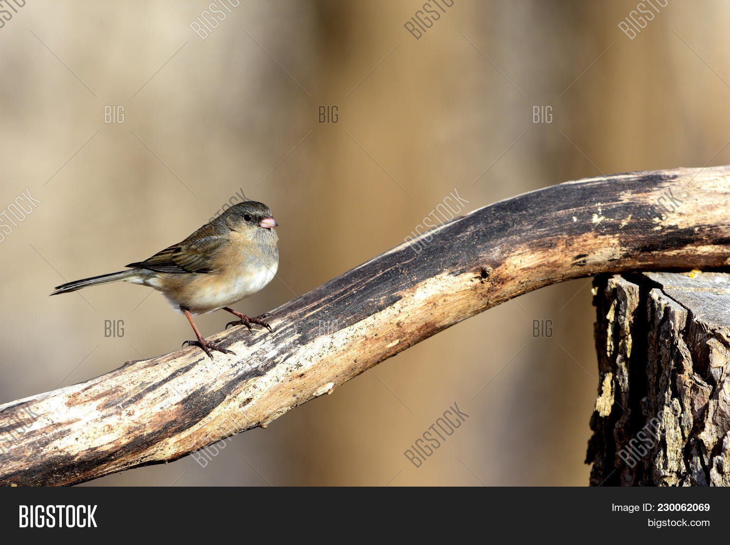 Female Dark-eyed Junco Image & Photo (Free Trial) | Bigstock