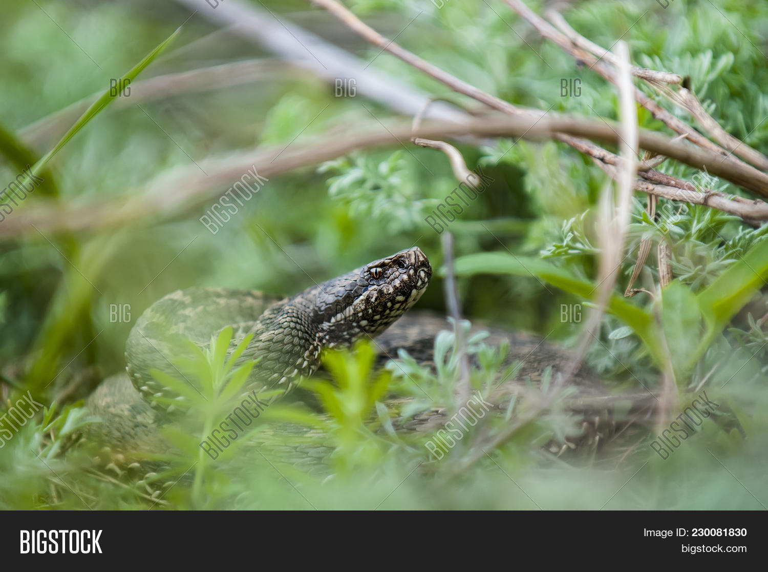 Vipera Ursinii Meadow Image & Photo (Free Trial) | Bigstock