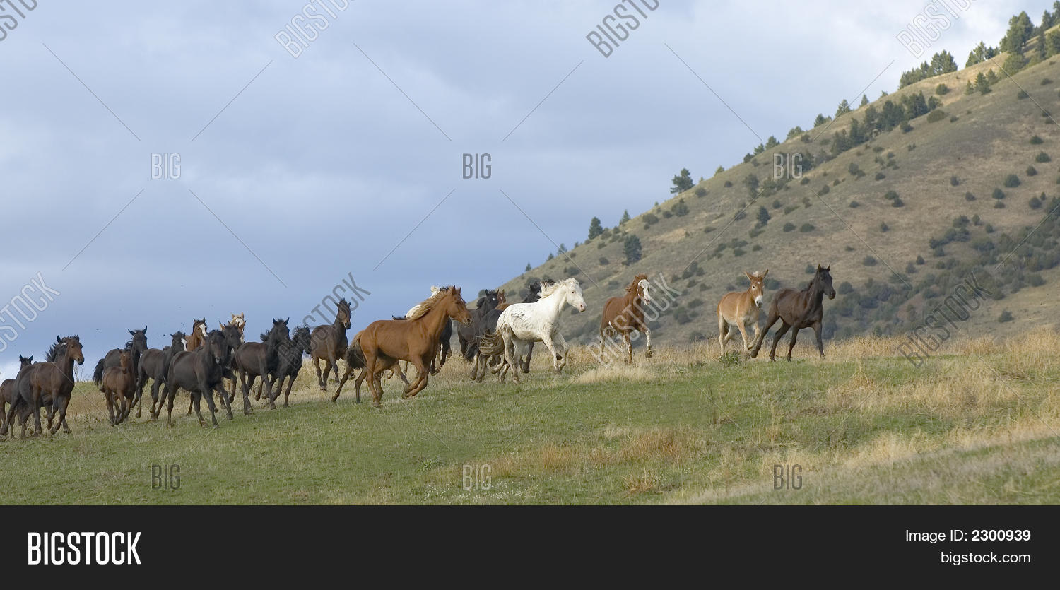 Horses Stampeding Image & Photo (Free Trial) | Bigstock