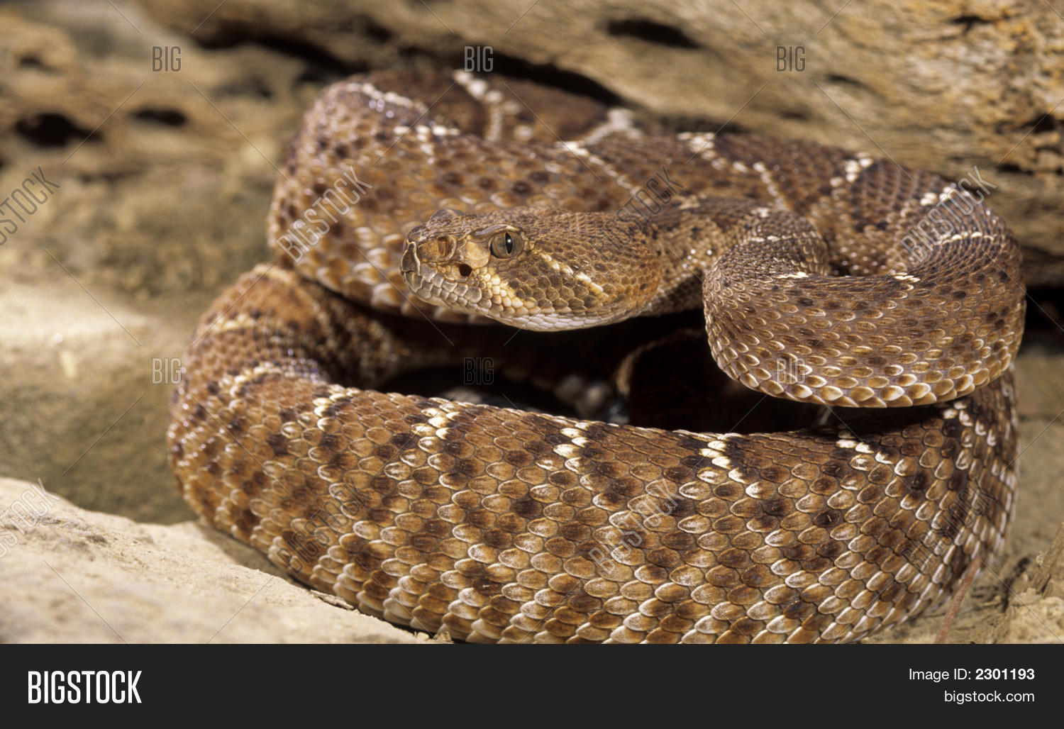 Snake-Red Diamond Image & Photo (Free Trial) | Bigstock