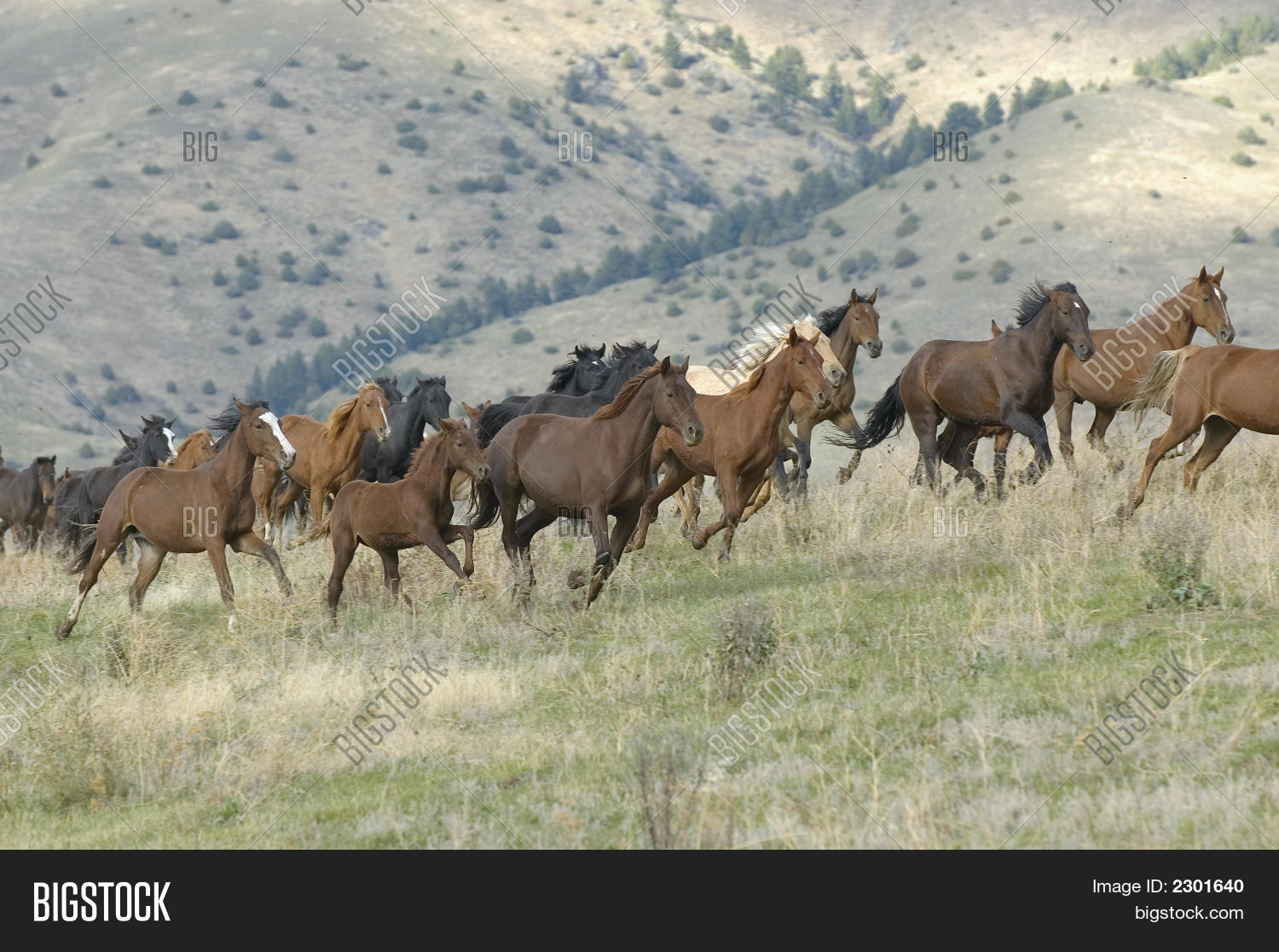Horses Stampeding Image & Photo (Free Trial) | Bigstock