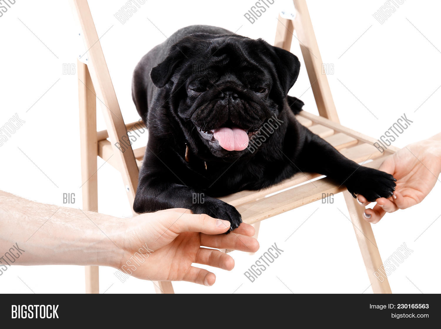 Black Pug, Paws Hands Image & Photo (Free Trial) | Bigstock