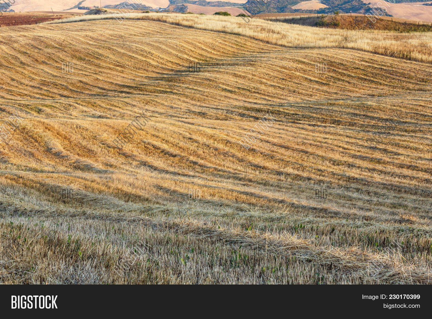 Curved Hilly Wheat Image & Photo (Free Trial) | Bigstock