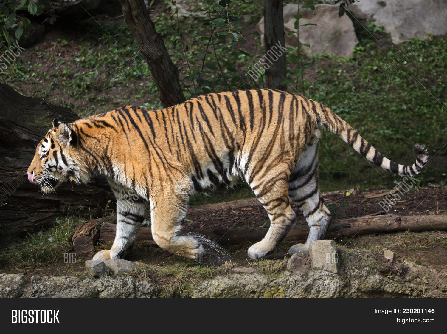 Siberian Tiger ( Image & Photo (Free Trial) | Bigstock