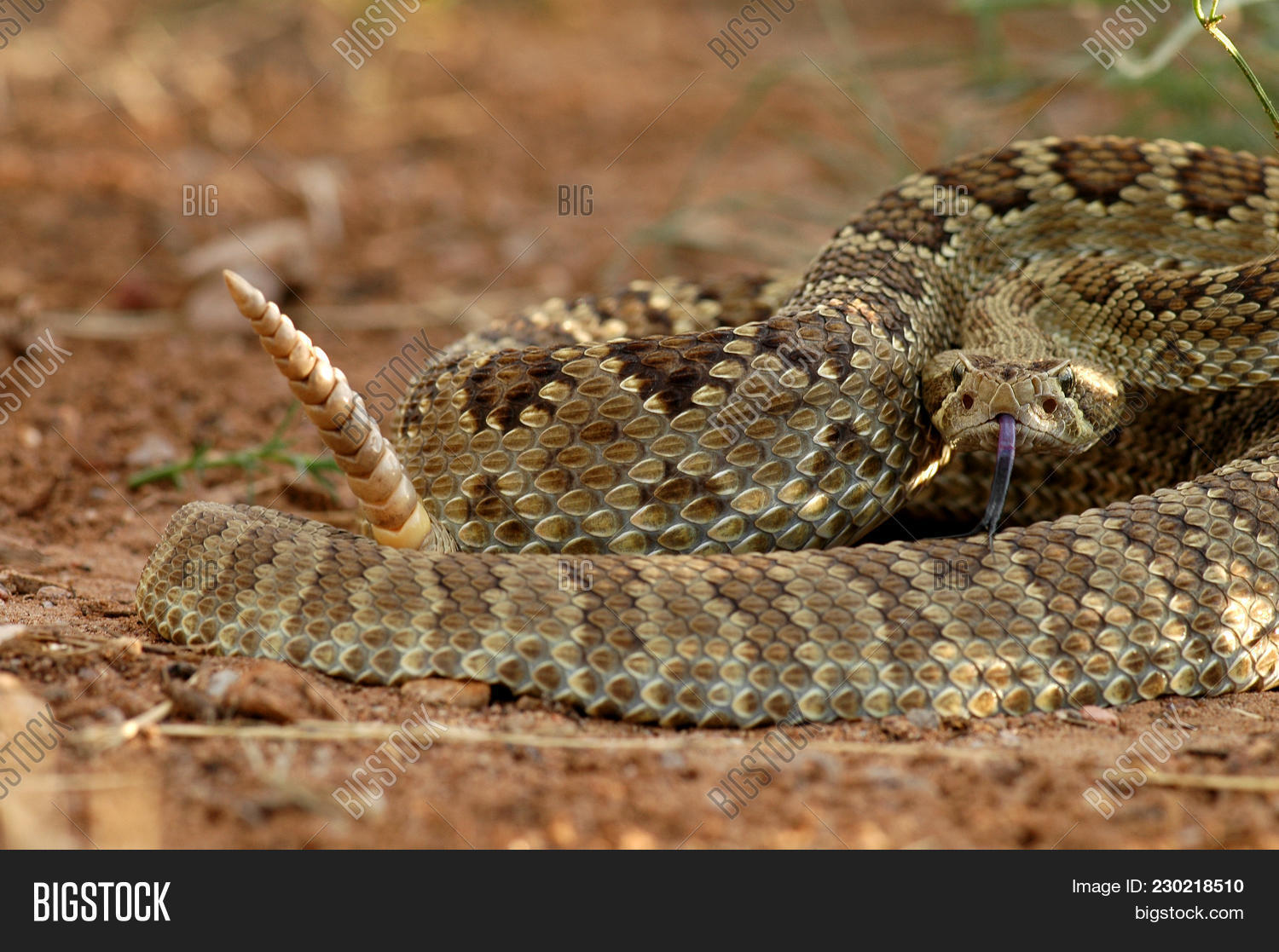 Mojave Rattlesnake Image & Photo (Free Trial) | Bigstock