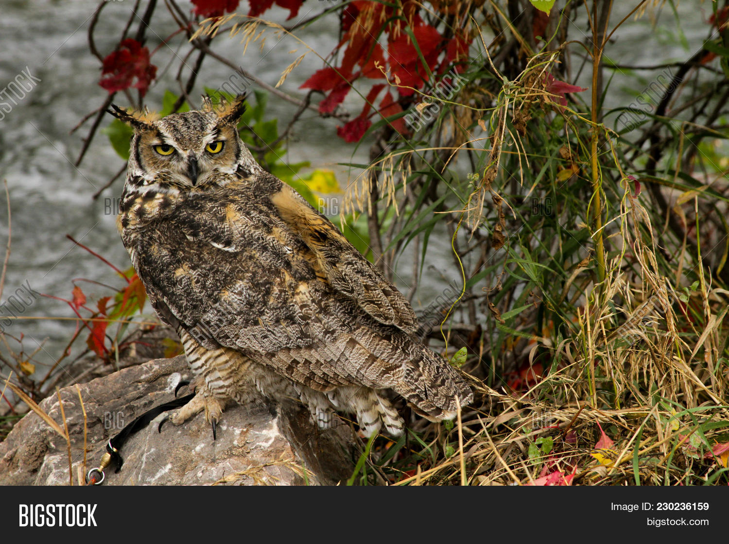 Angry Owl Calmly Image & Photo (Free Trial) | Bigstock