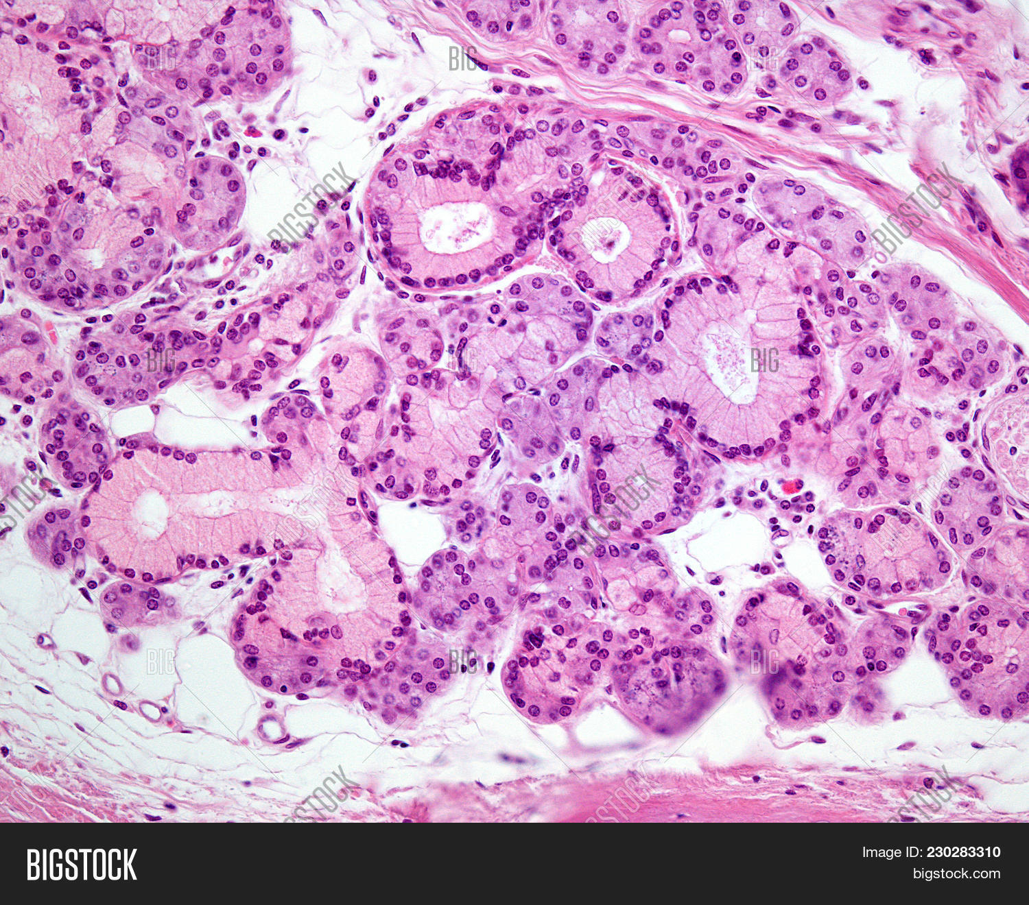 Imagen y foto Mixed Gland Showing (prueba gratis) | Bigstock