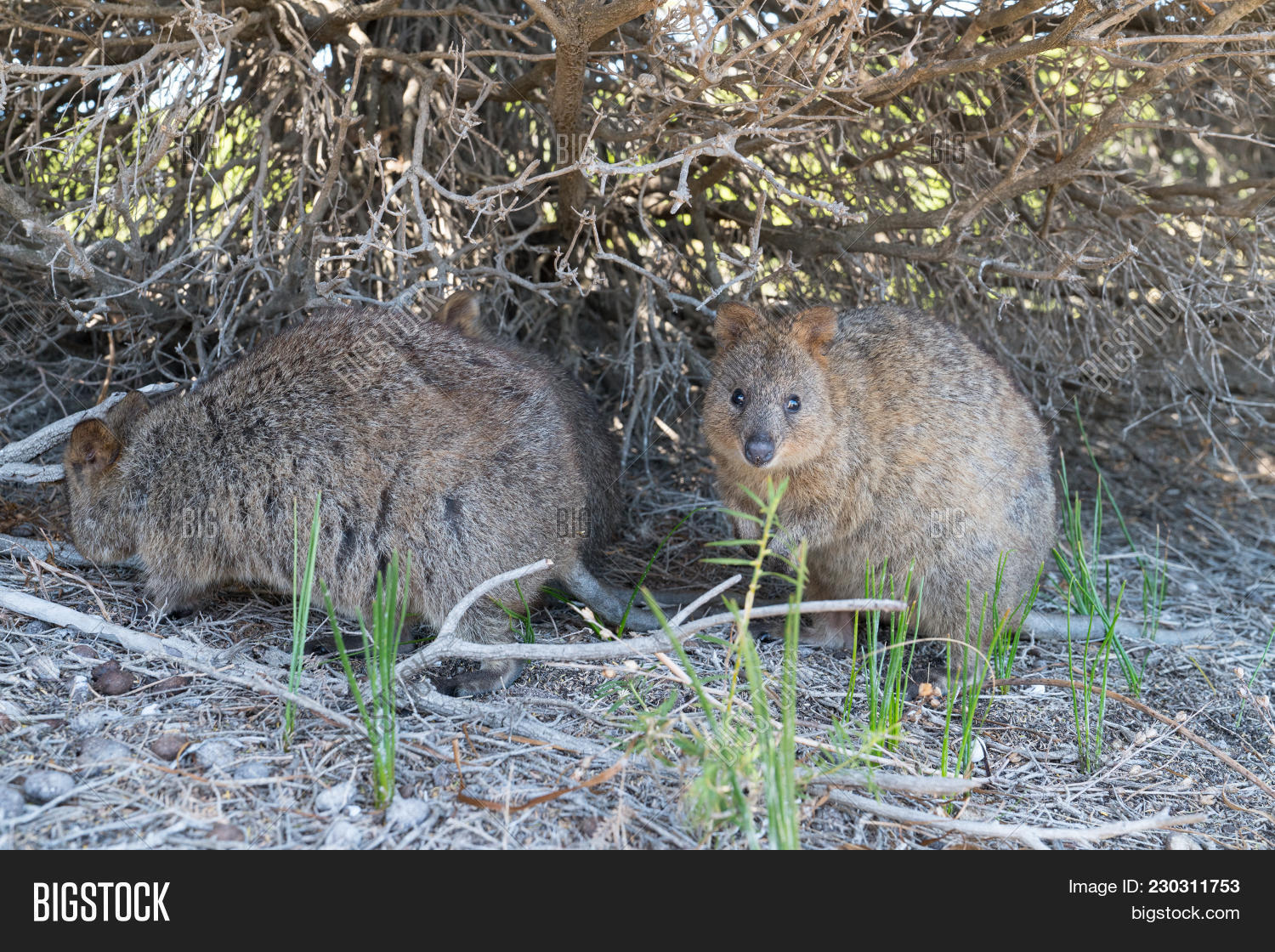 Quokka (setonix Image & Photo (Free Trial) | Bigstock