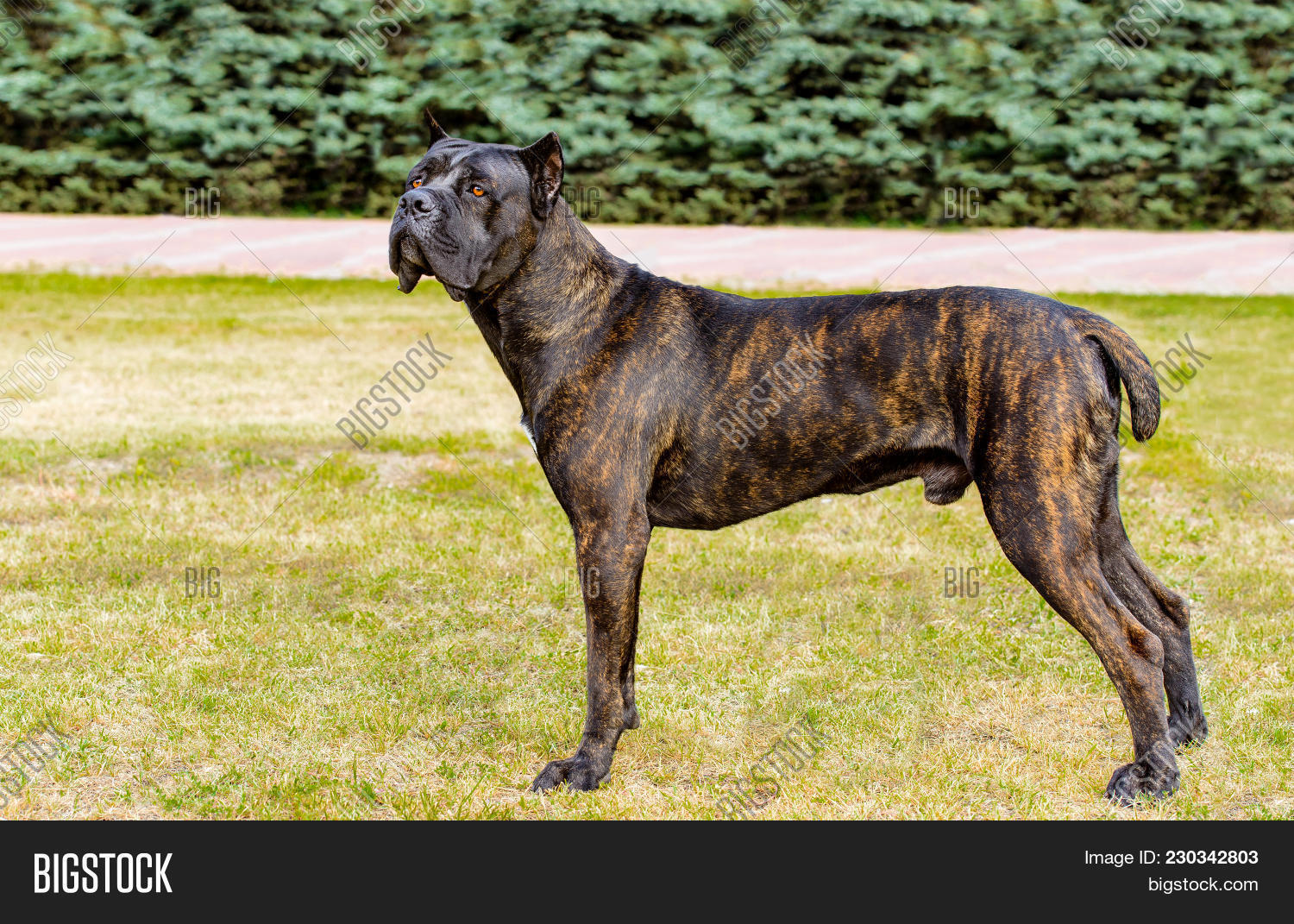 Cane Corso Looks Image & Photo (Free Trial) | Bigstock