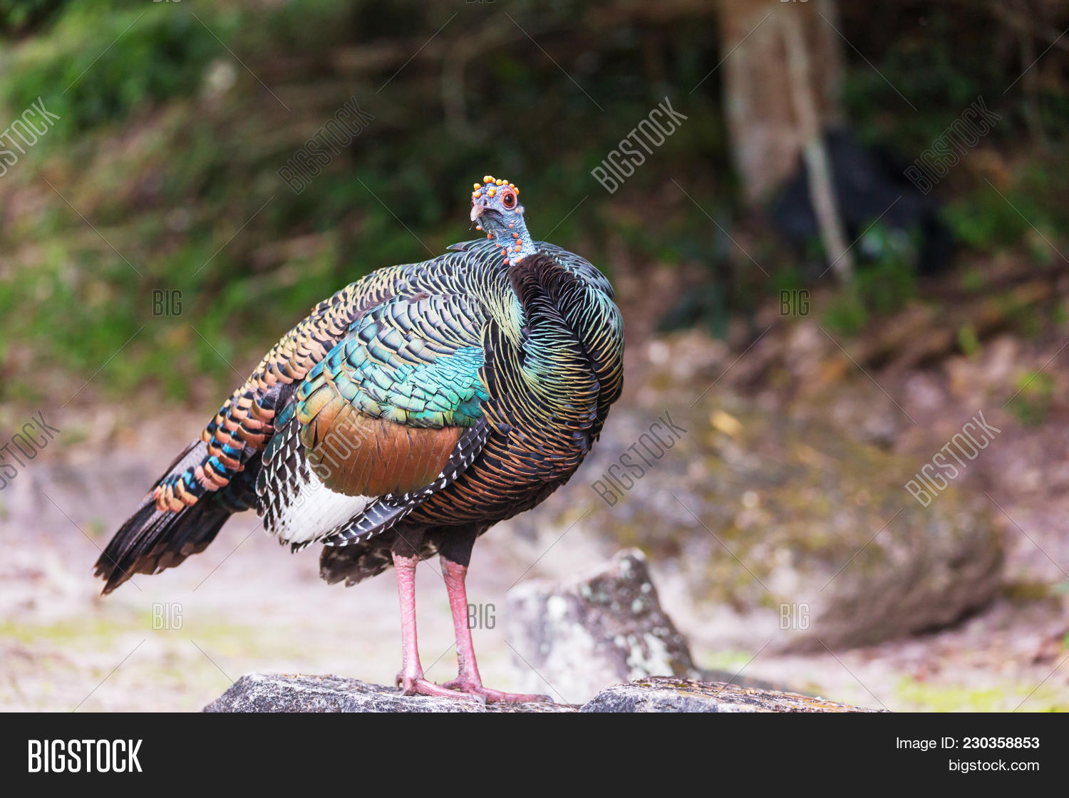 Wild Ocellated Turkey Image & Photo (Free Trial) | Bigstock