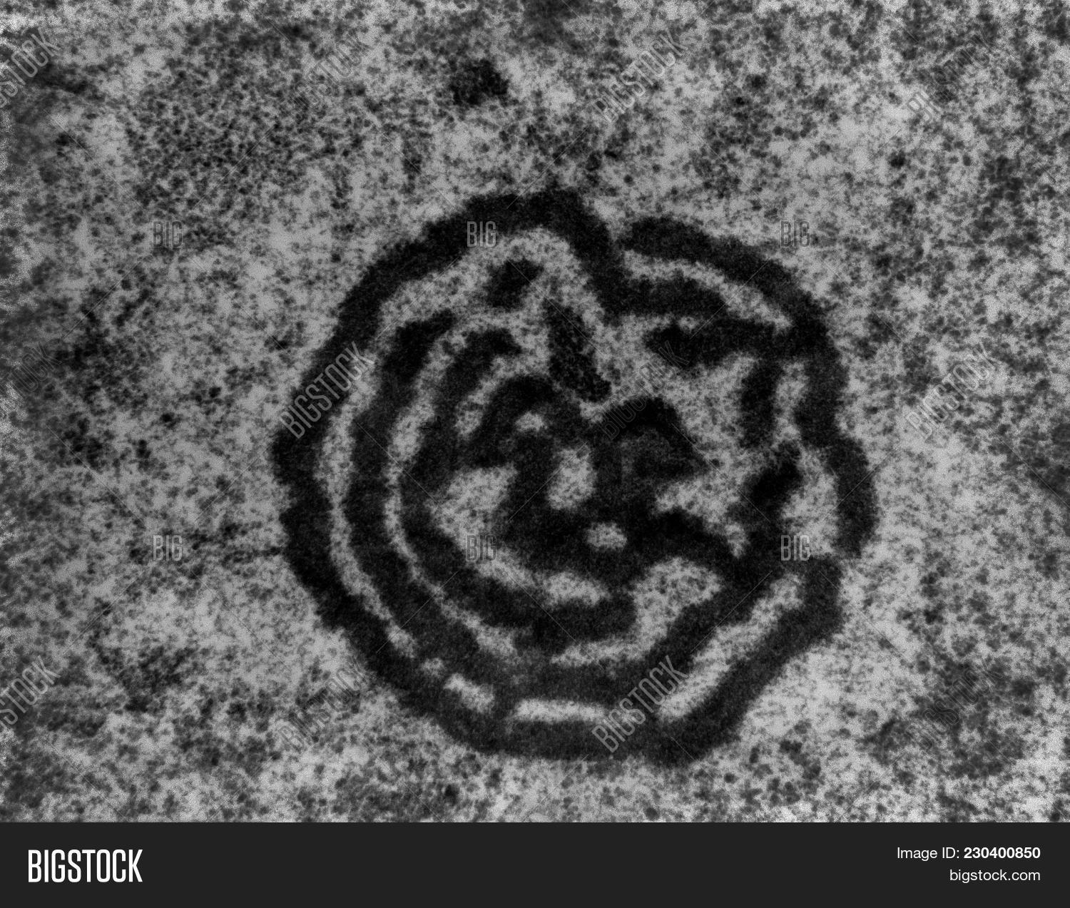 False Colour Image And Photo Free Trial Bigstock