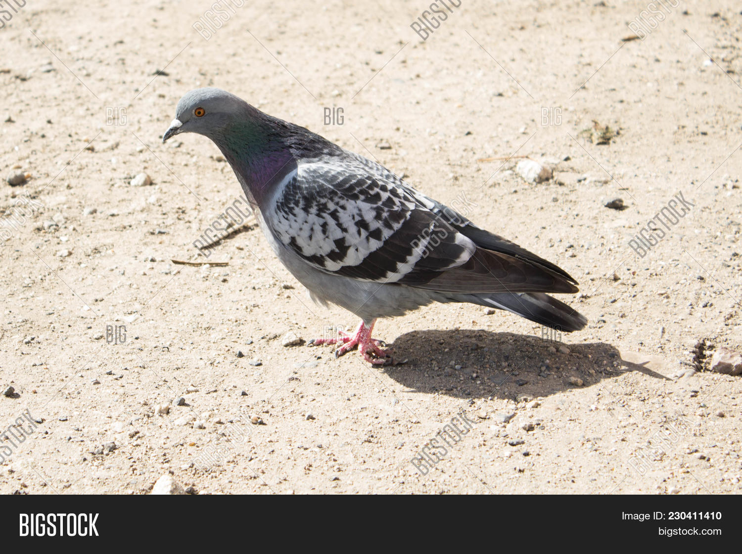 Little Pidgeon Bird Image & Photo (Free Trial) | Bigstock