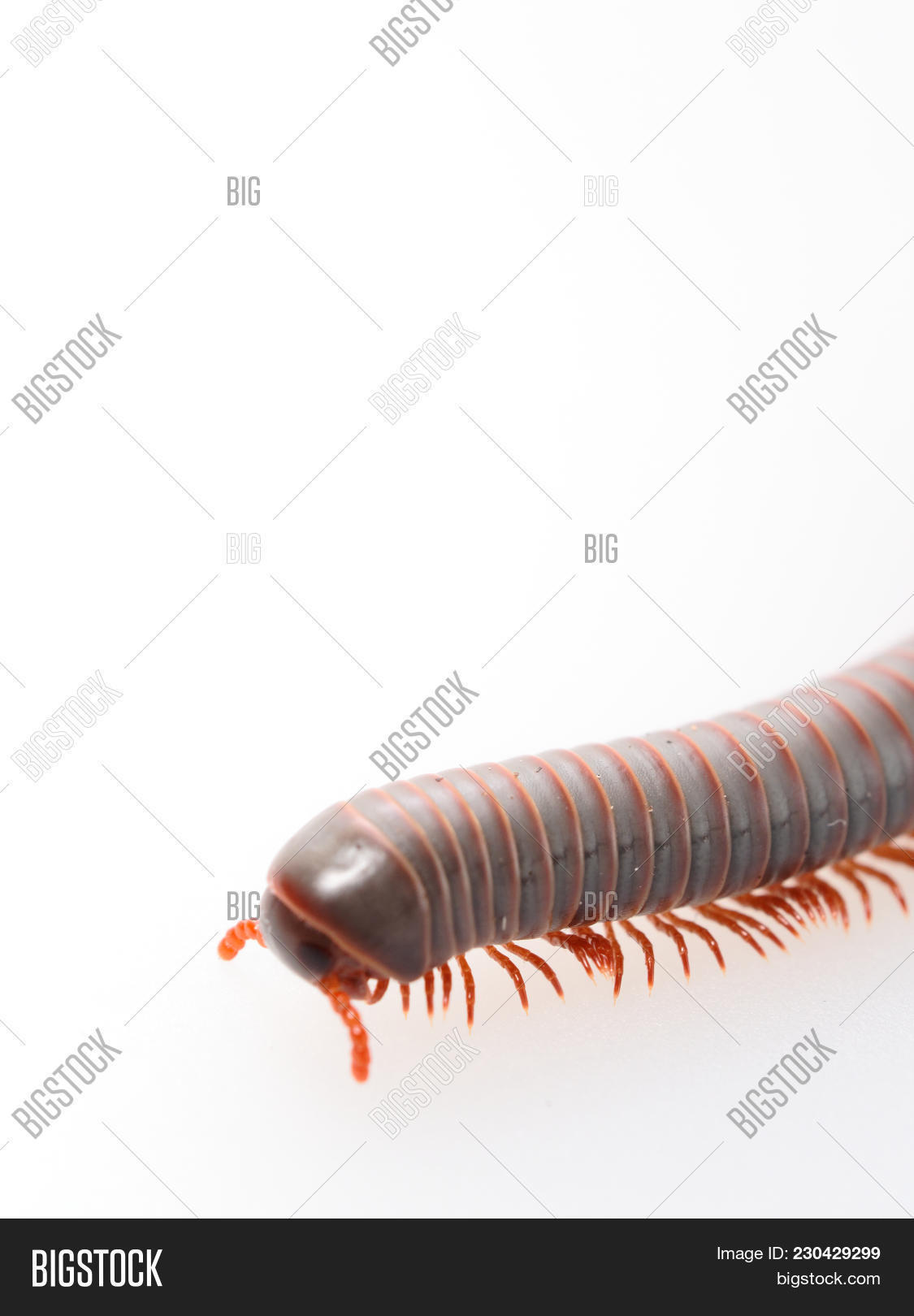 Millipedes, Insect Image & Photo (Free Trial) | Bigstock