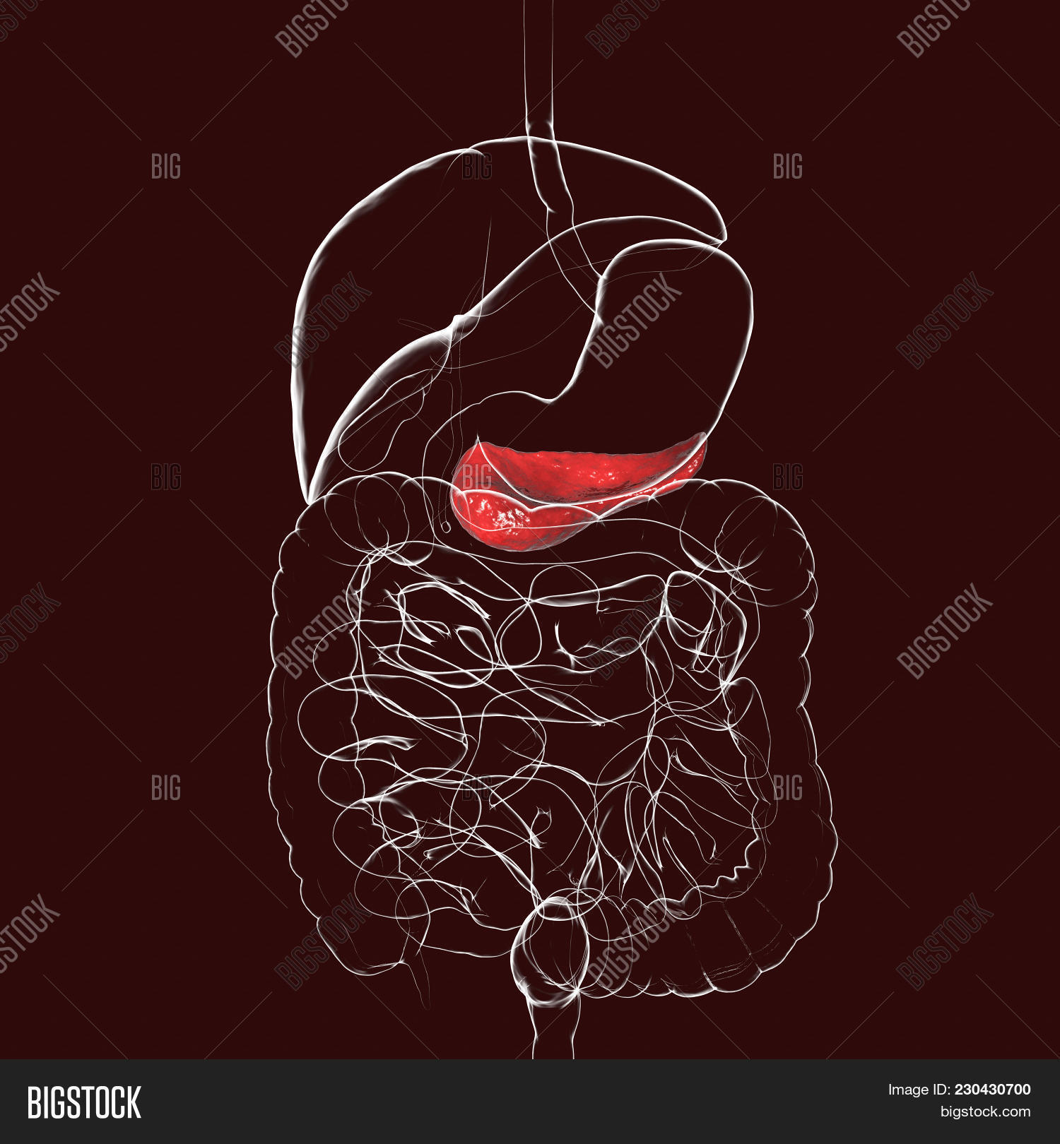 Human Pancreas Anatomy Image & Photo (Free Trial) | Bigstock
