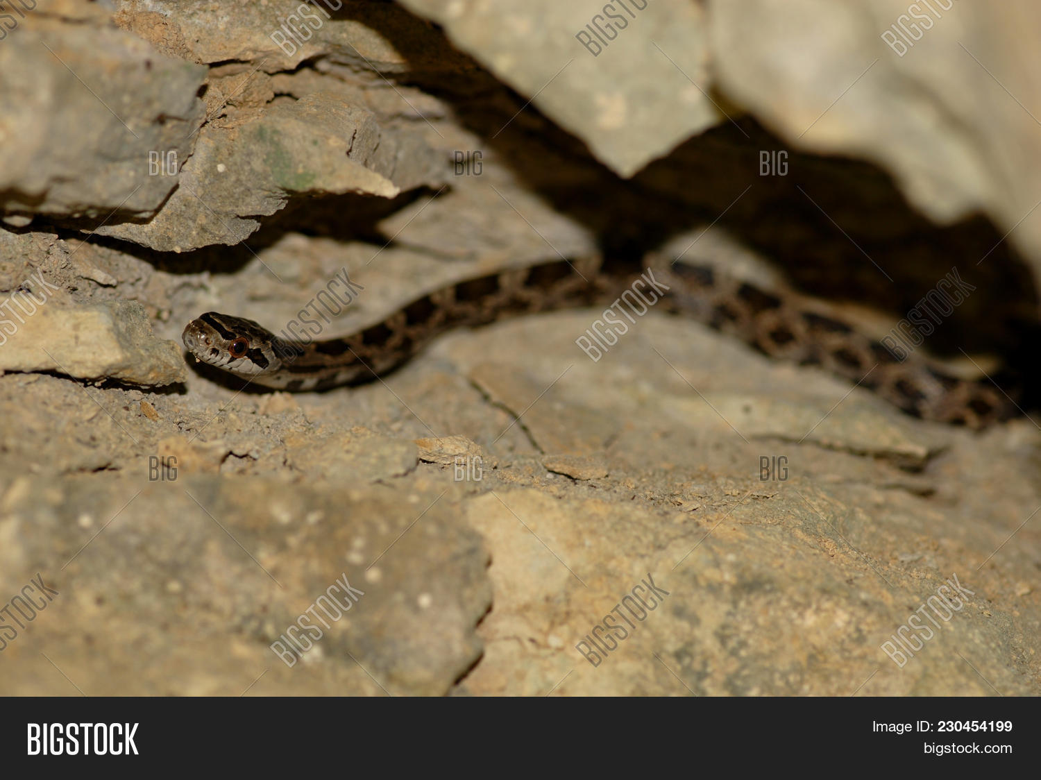 Juvenile Western Rat Image & Photo (Free Trial) | Bigstock