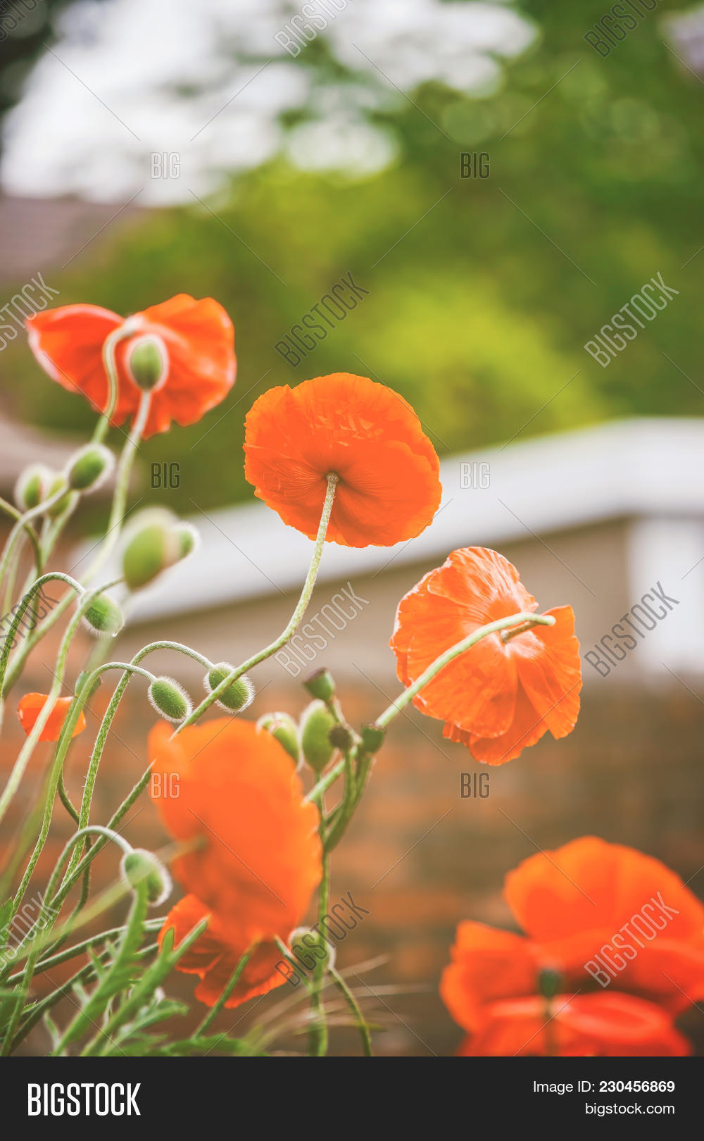 Blooming Poppy Flower Image & Photo (Free Trial) | Bigstock