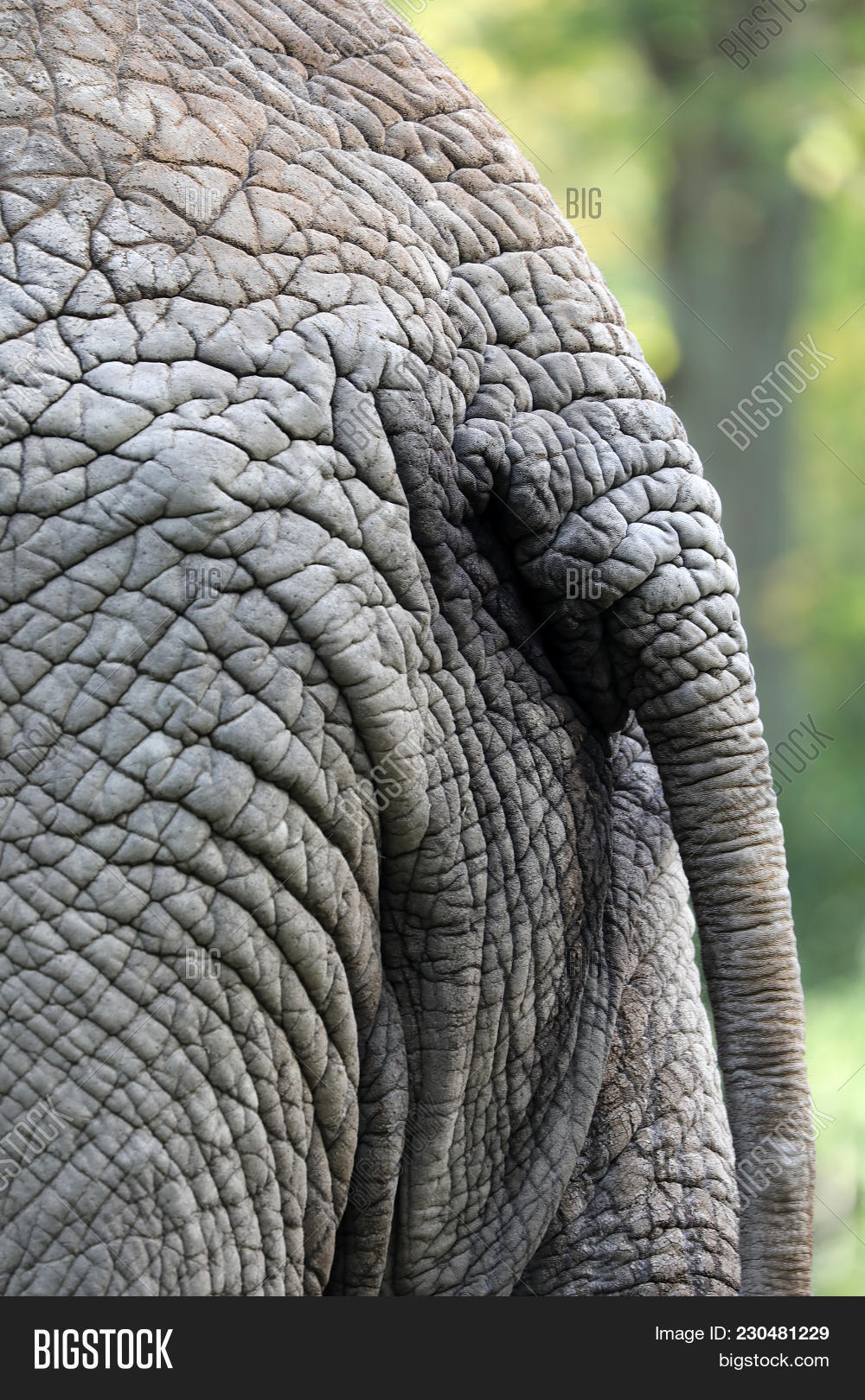 Elephant Tail Close- Image & Photo (Free Trial) | Bigstock