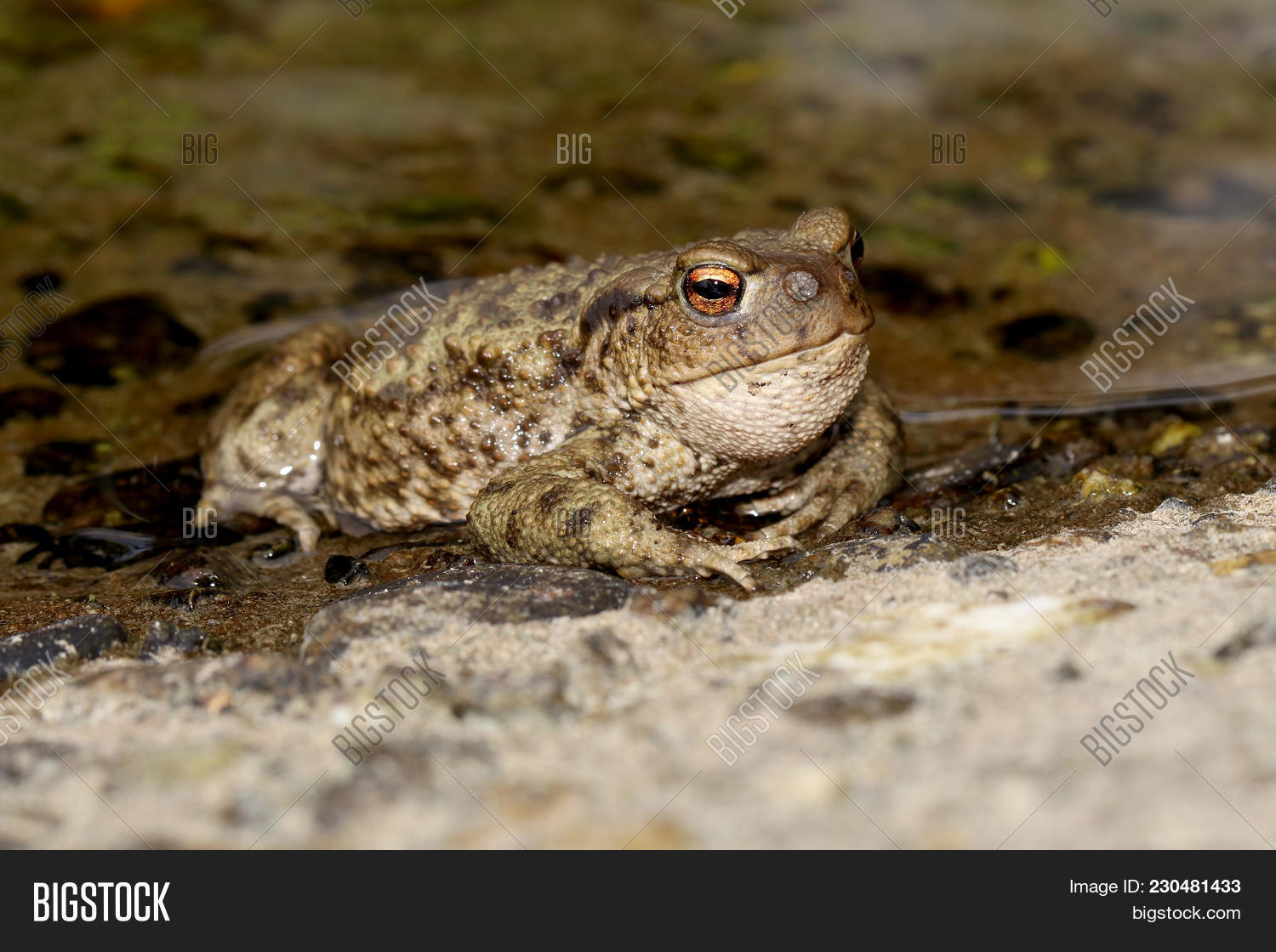 Common Toad (bufo Bufo Image & Photo (Free Trial) | Bigstock
