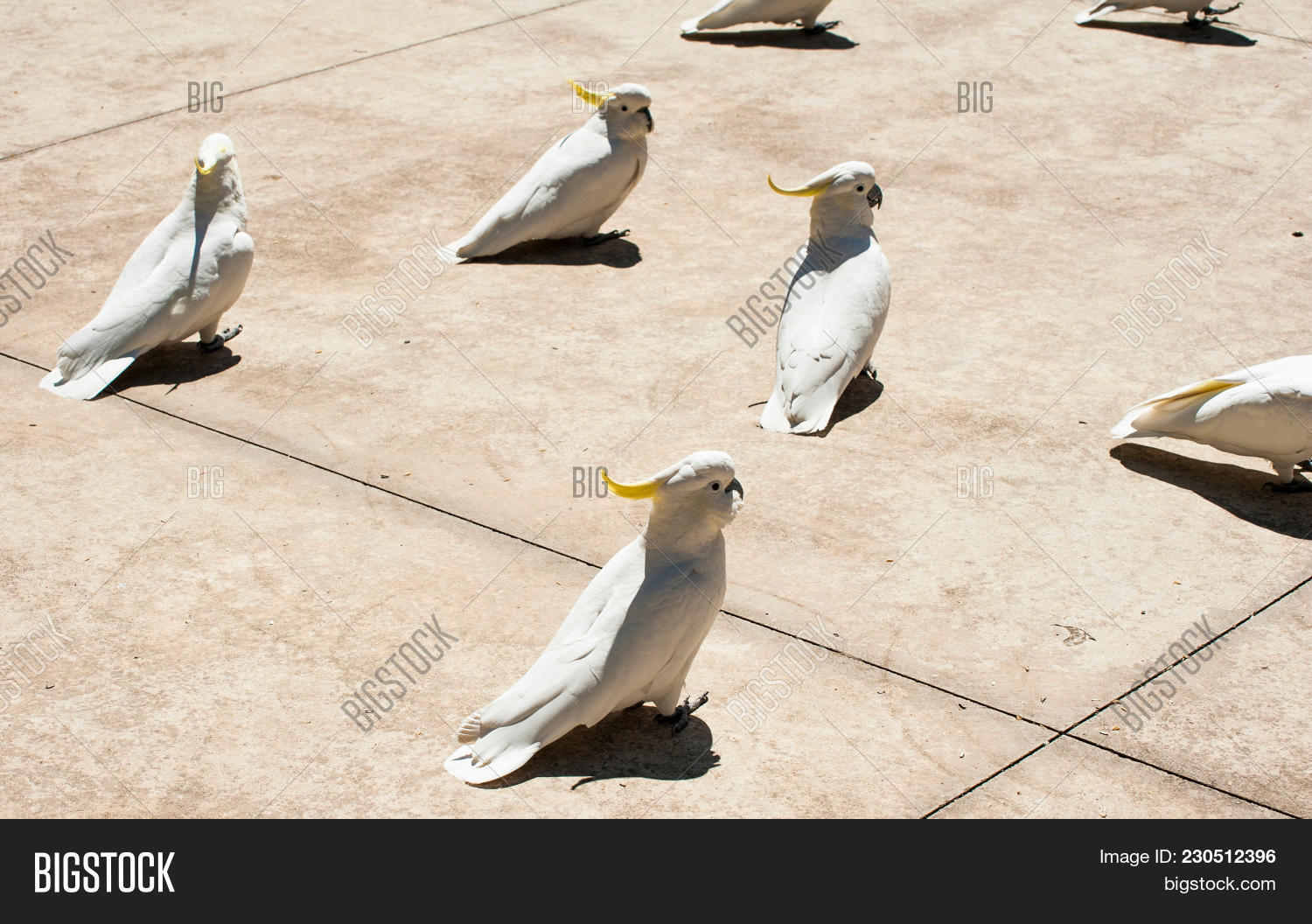 Many Wild Cockatoos Image & Photo (Free Trial) | Bigstock