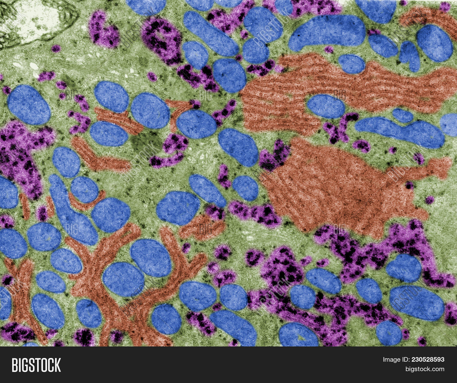 False Colour Image And Photo Free Trial Bigstock