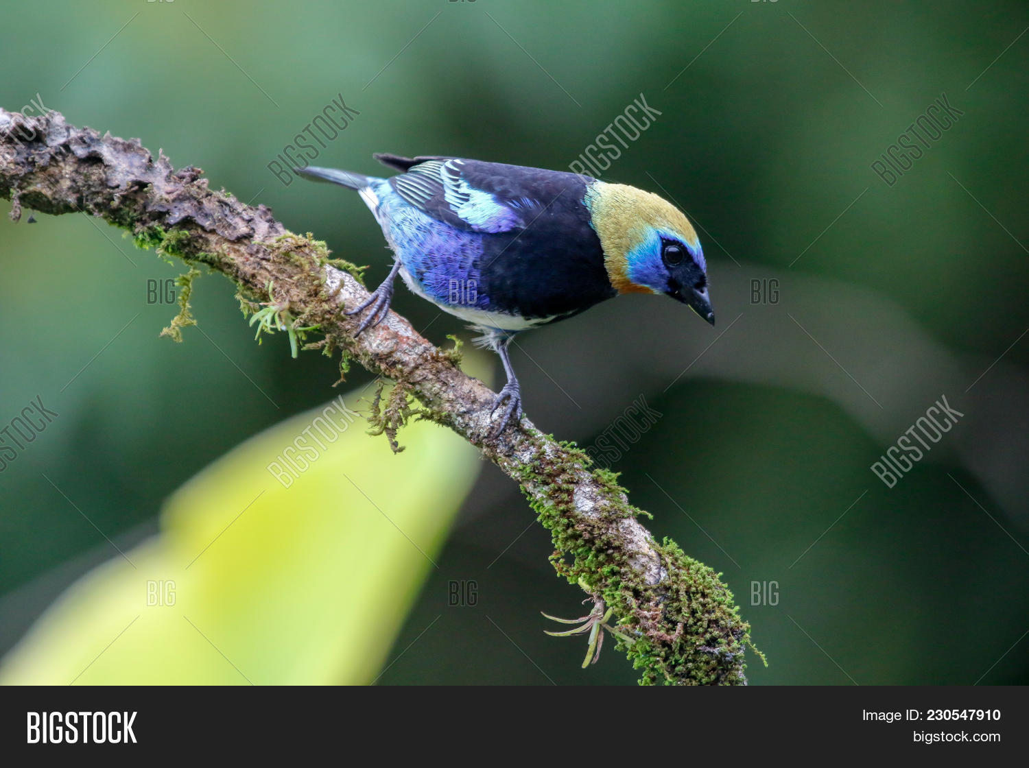 Golden-hooded Tanager Image & Photo (Free Trial) | Bigstock