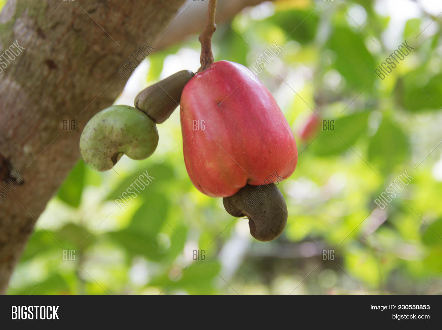 Two Cashew Nuts Image & Photo (Free Trial) | Bigstock