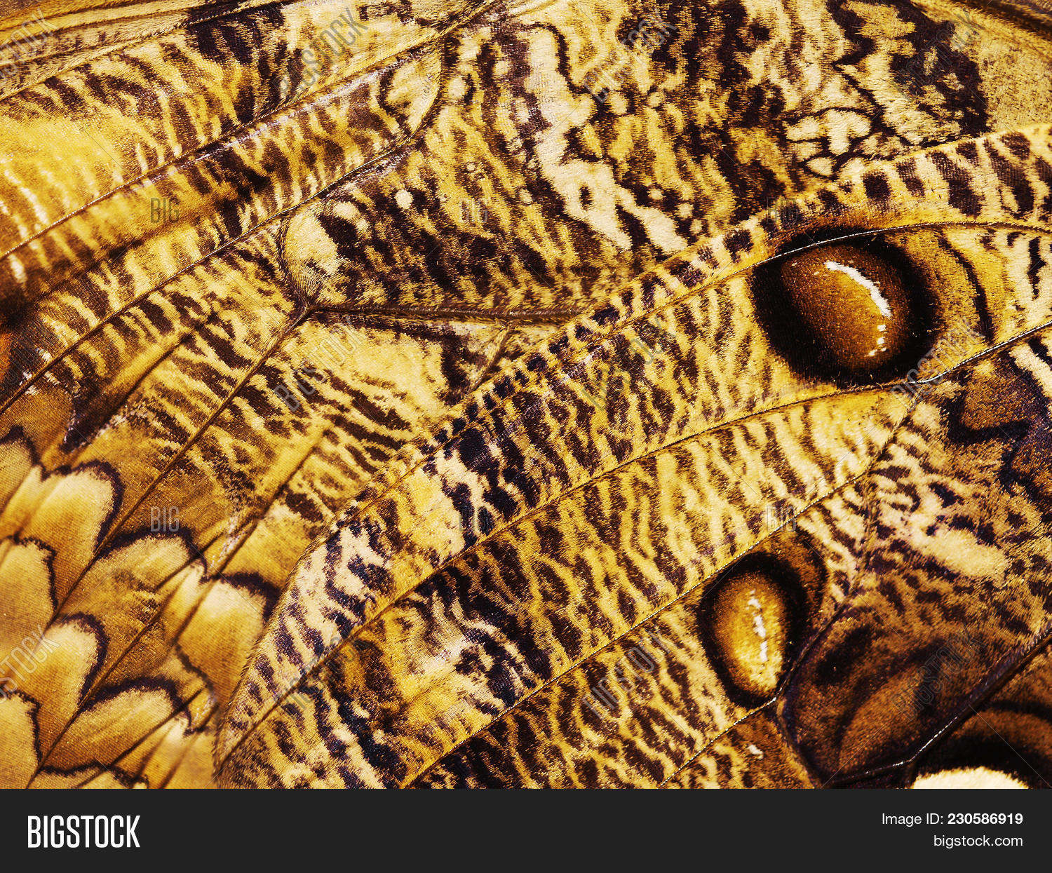 Fragment Wing Image & Photo (Free Trial) | Bigstock