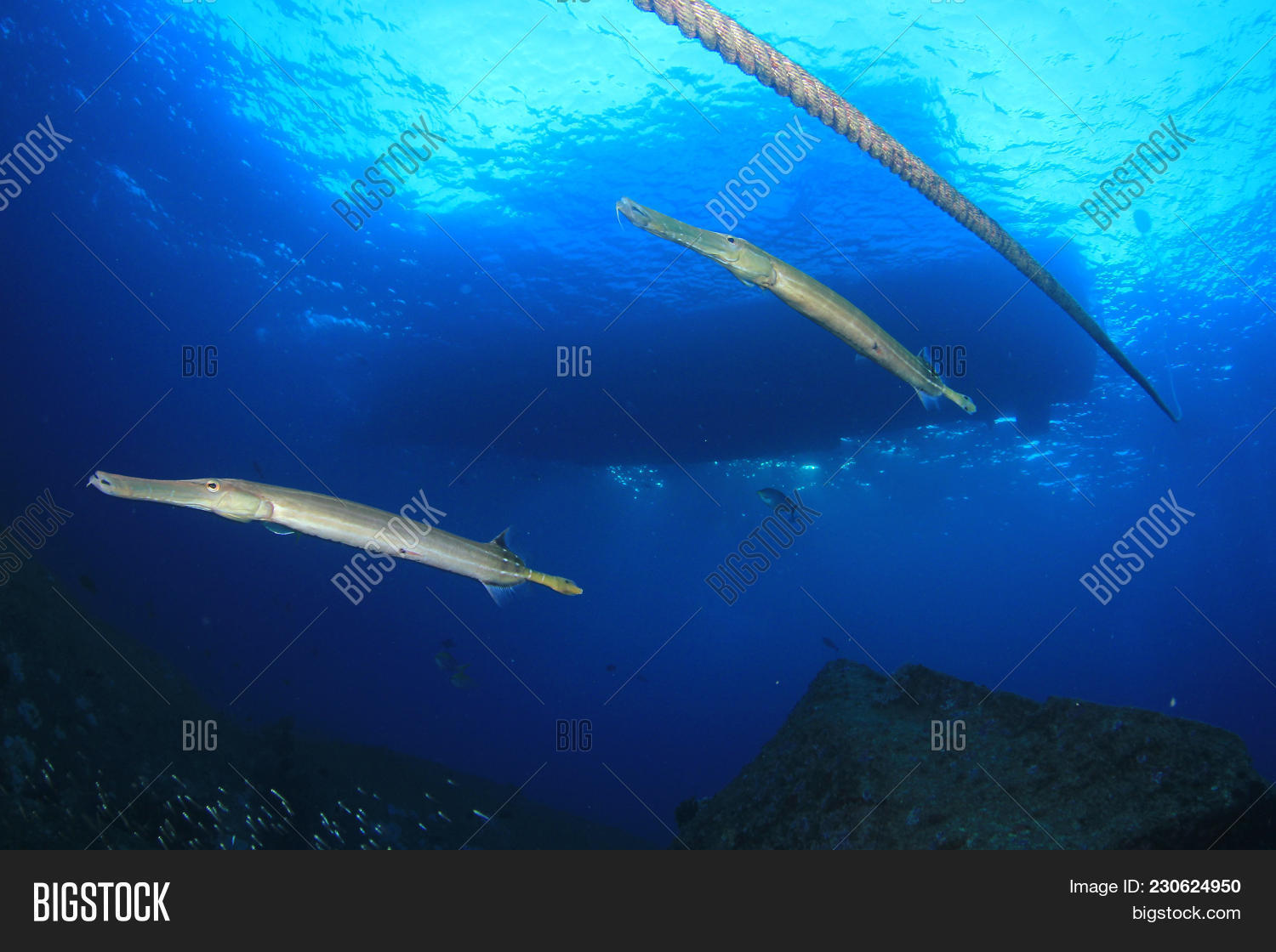 Trumpetfish Fish Below Image & Photo (Free Trial) | Bigstock
