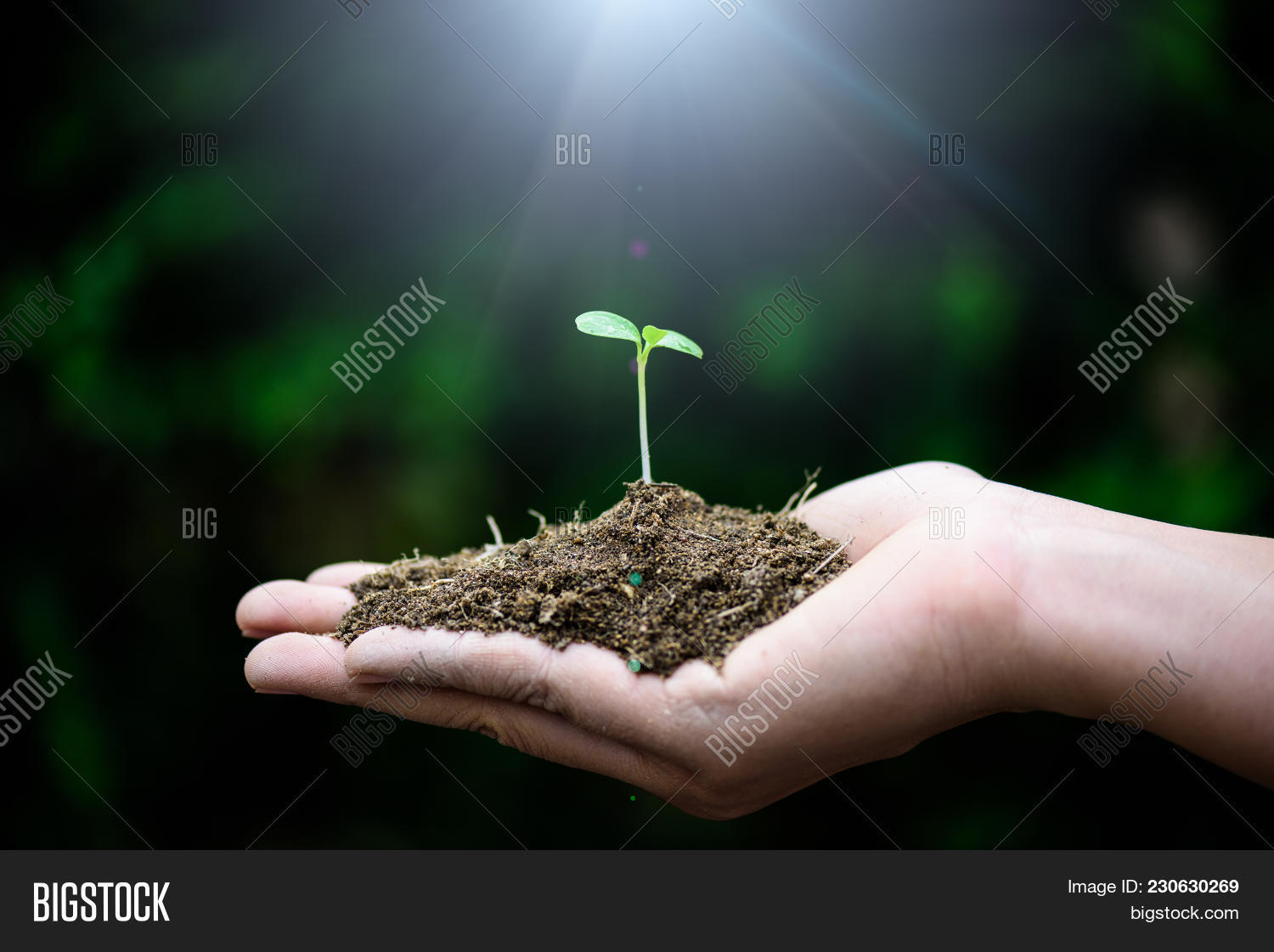 Top View Baby Tree Image & Photo (Free Trial) | Bigstock
