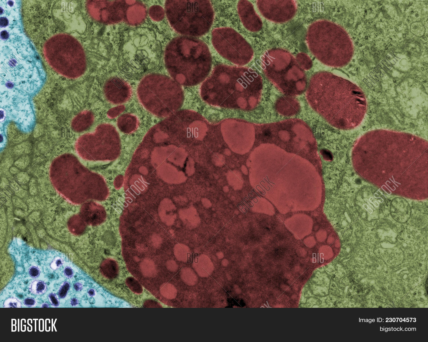 False Colour Image And Photo Free Trial Bigstock