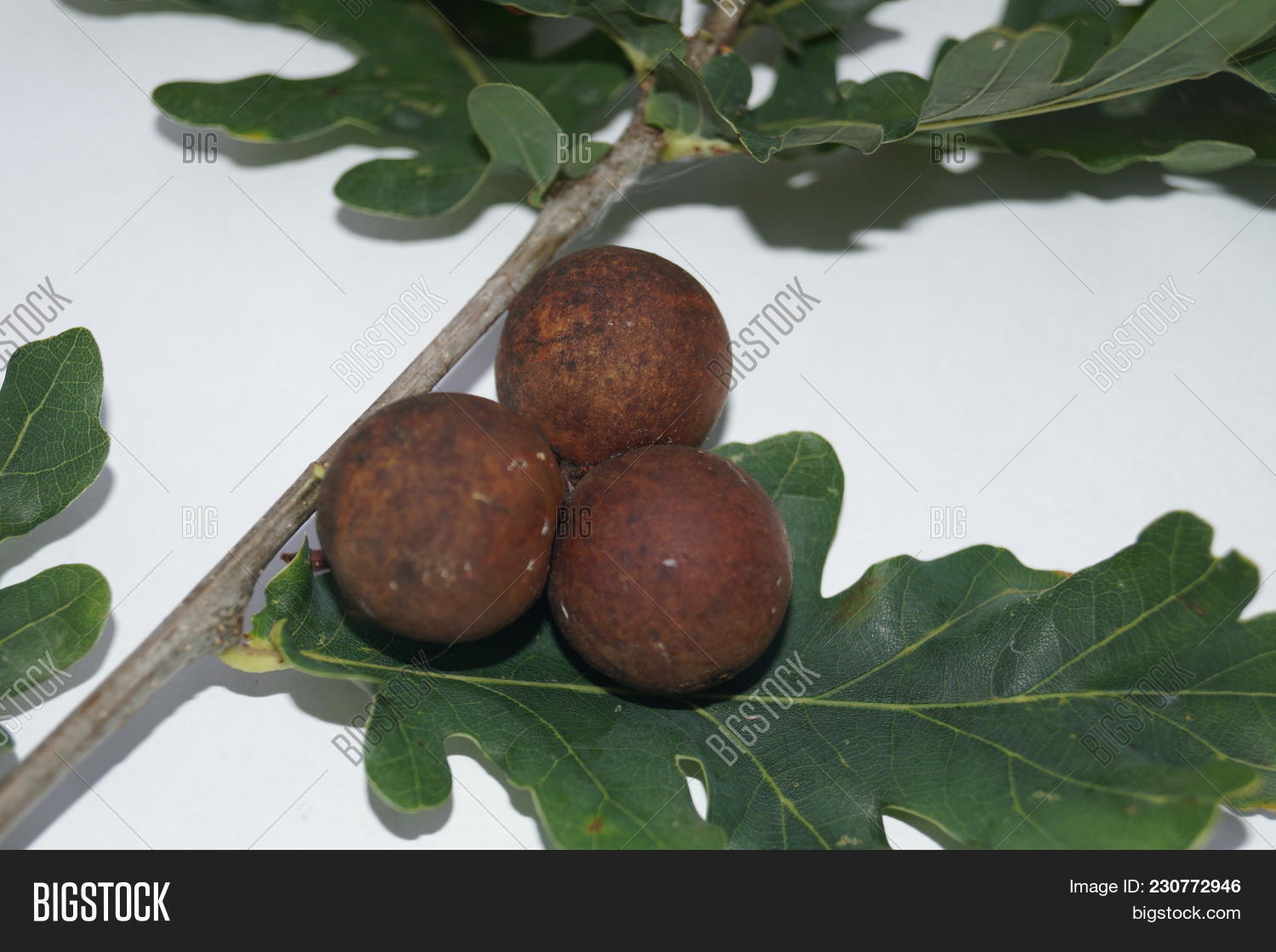 Cynips Quercusfolii Image & Photo (Free Trial) | Bigstock