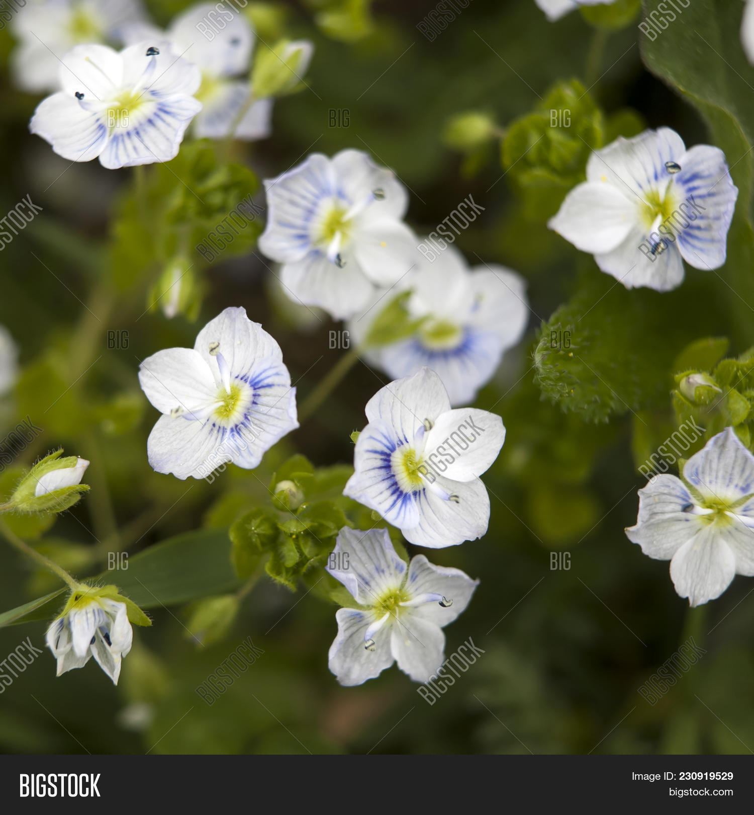 Blue Ivy Leaved Image & Photo (Free Trial) | Bigstock