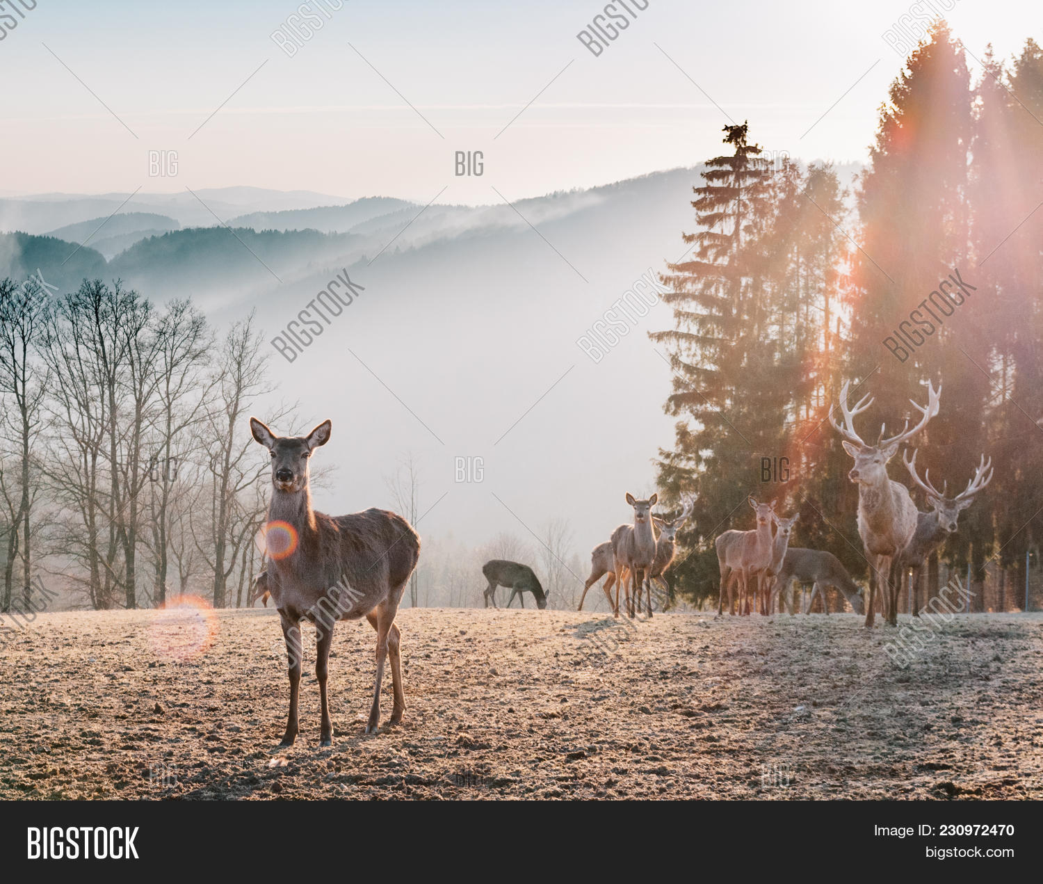 Red Deer Morning Sun. Image & Photo (Free Trial) | Bigstock