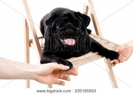 Black Pug, Paws Hands Image & Photo (Free Trial) | Bigstock