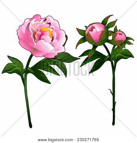 Pink Peonies Isolated Vector & Photo (Free Trial) | Bigstock