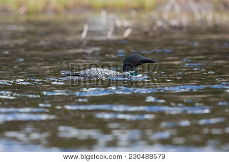 Common Loon Hunting On Image & Photo (Free Trial) | Bigstock