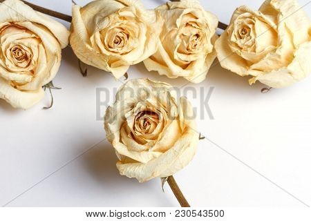 Dried White Roses. Image & Photo (Free Trial) | Bigstock